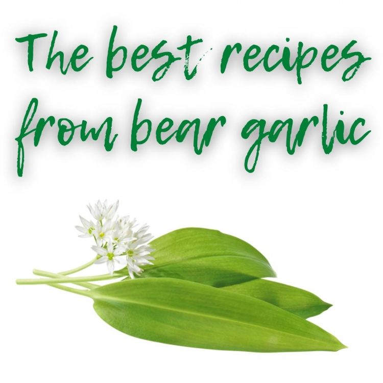 Bear garlic – spring recipes, where to find this miracle, and how to ...