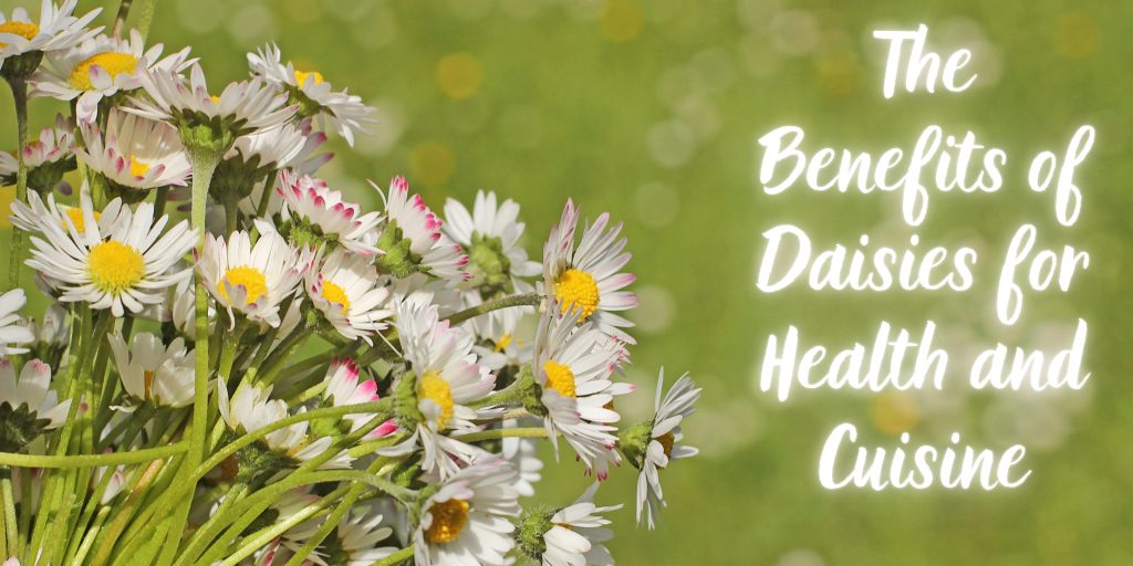 The Benefits of Daisies for Health and Cuisine