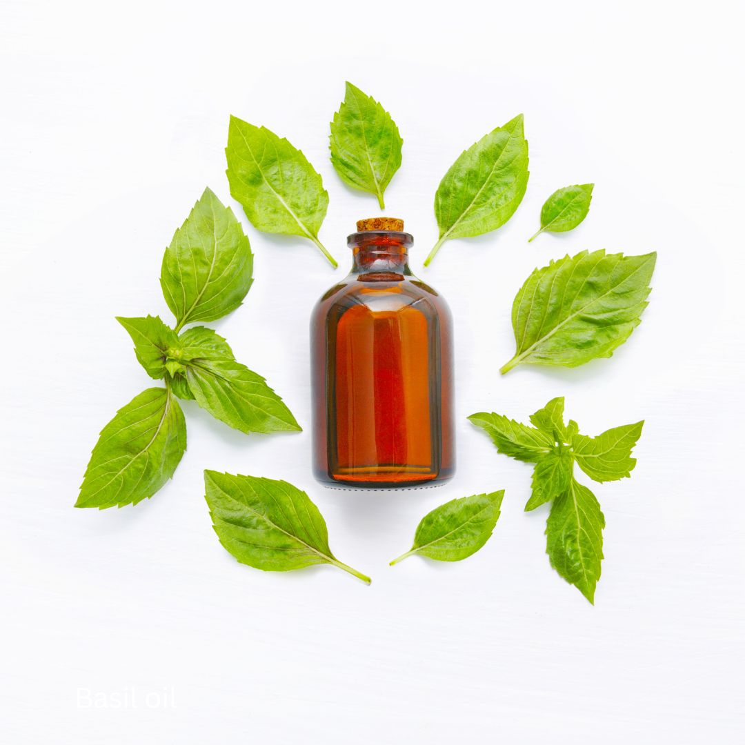 All About Basil: Growing Tips, Health Benefits, and Delicious Recipes ...