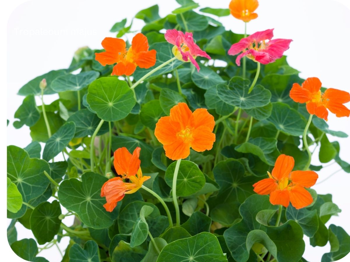 Nasturtium - Benefits, Uses, and Growing Tips