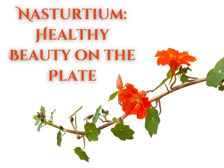 Nasturtium - Benefits, Uses, and Growing Tips