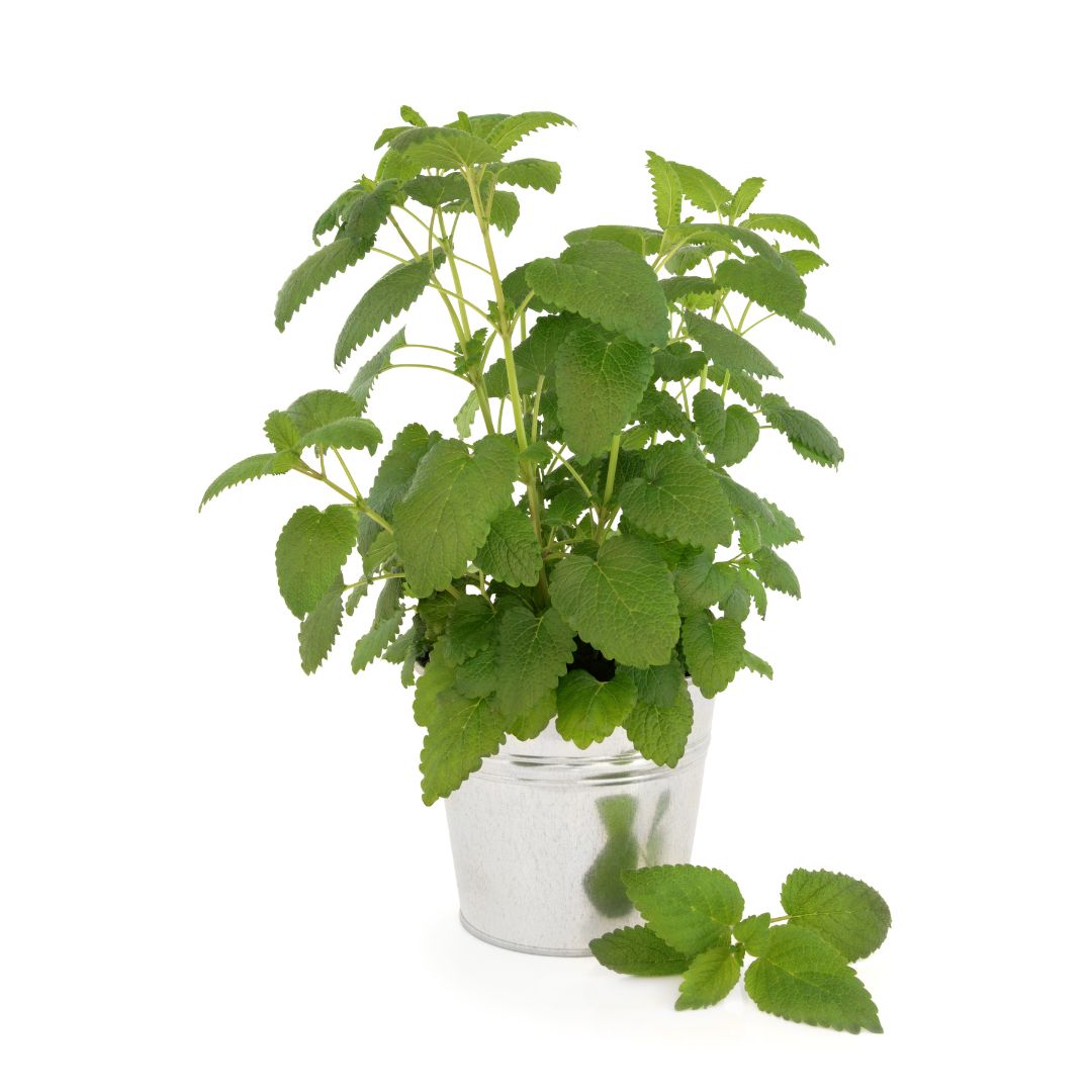 Lemon Balm: How to Grow, Benefits, and Creative Uses
