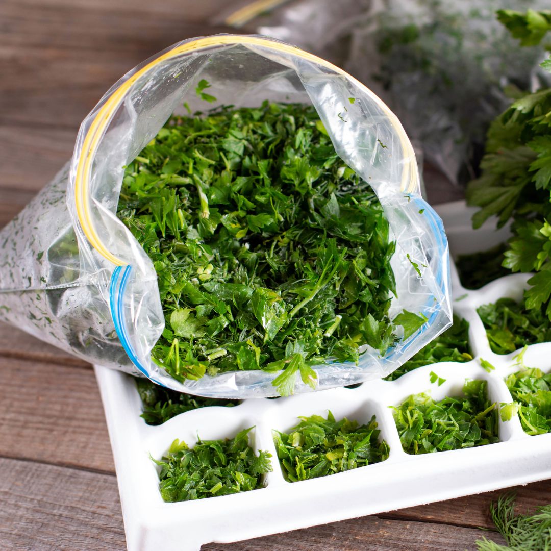 How to Grow Parsley: Tips, Health Benefits, and Culinary Uses