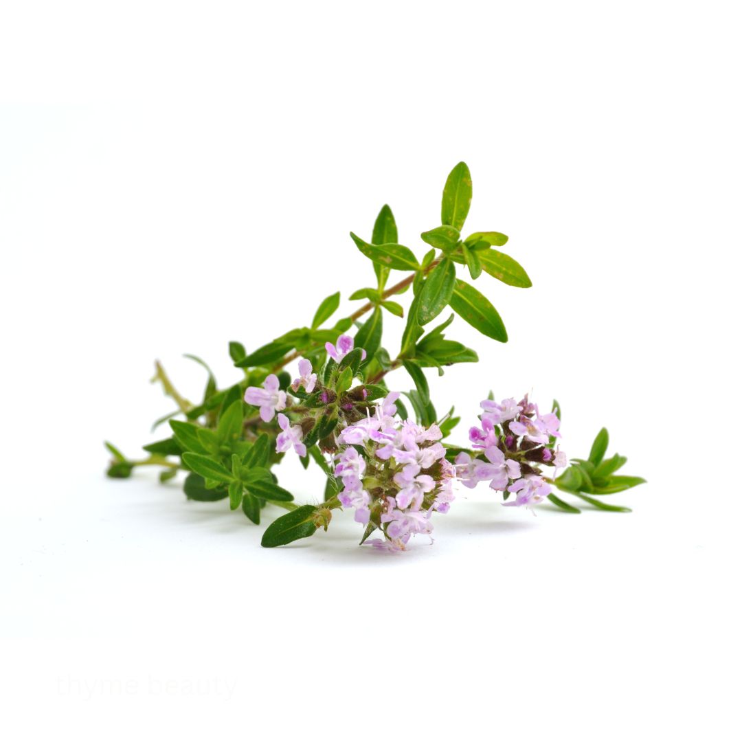 Grow Thyme: Tips, Benefits, and Fun Uses in Your Kitchen