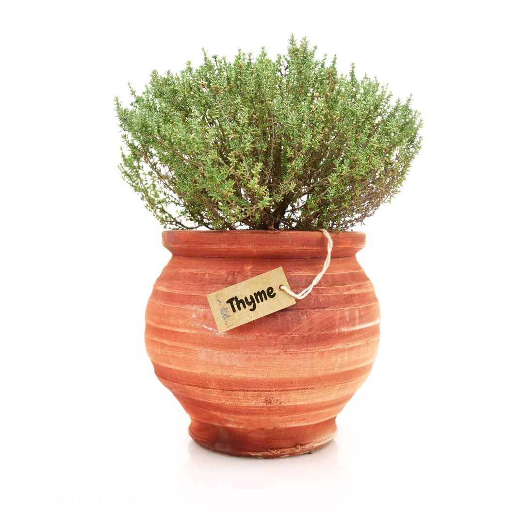 Grow Thyme: Tips, Benefits, and Fun Uses in Your Kitchen