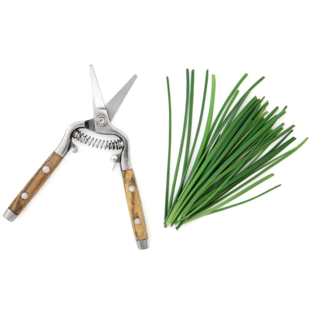 Fresh Chives: How to Grow, Harvest, and Enjoy Its Health Benefits