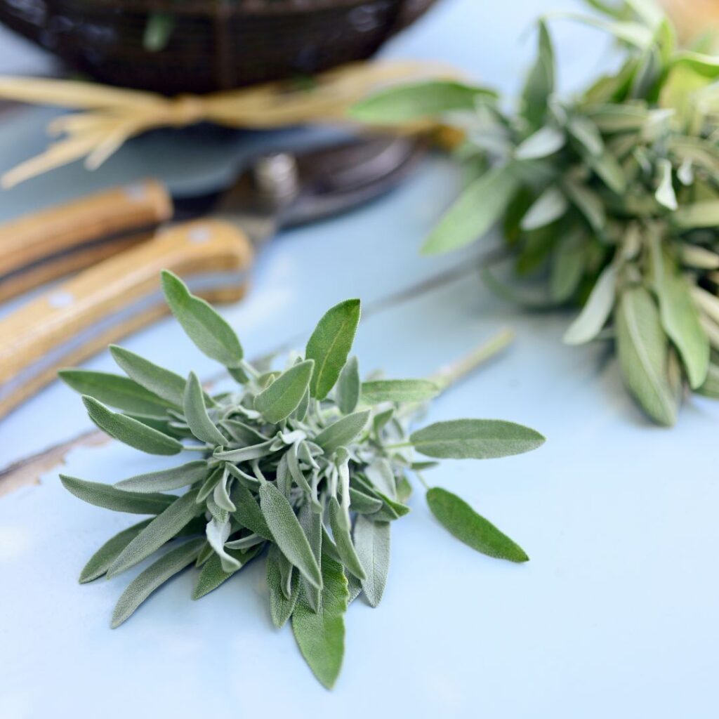 Unlock the Secrets of Growing Sage: Health Benefits and Uses
