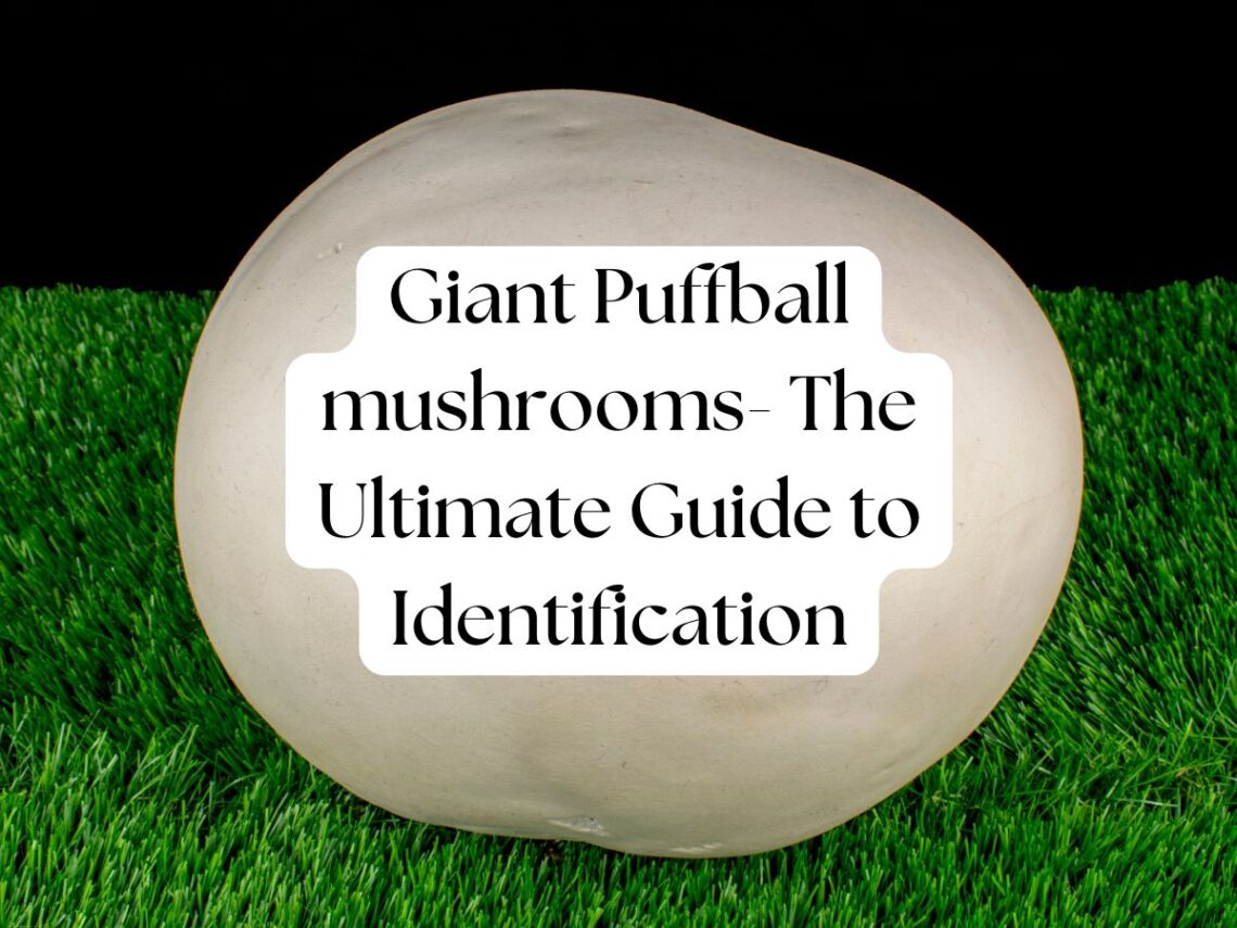 Puffball Mushrooms: The Ultimate Guide to Identification, Edibility ...