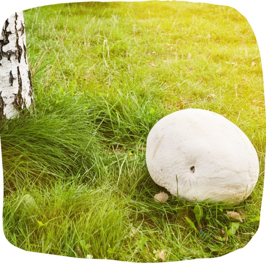 Puffball Mushrooms: The Ultimate Guide to Identification, Edibility ...