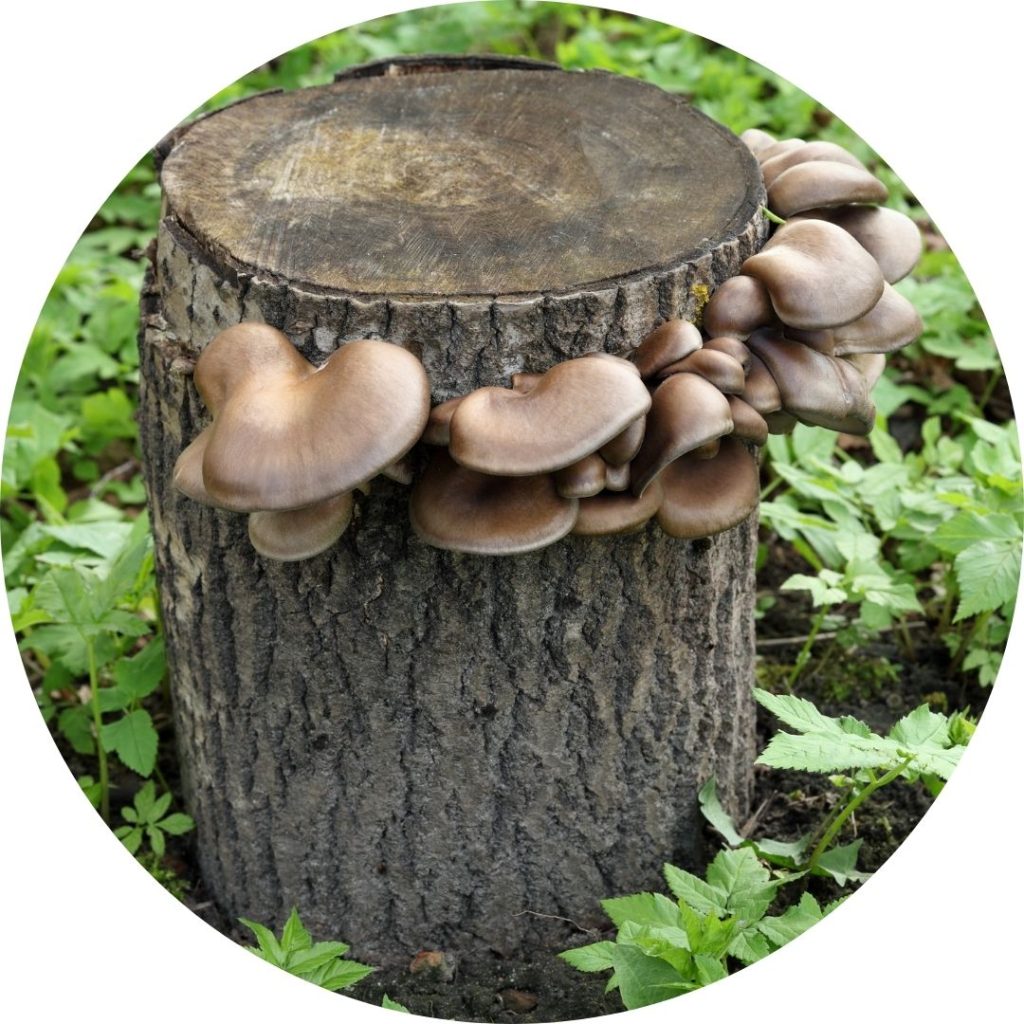 How to Grow Oyster Mushrooms at Home: A Simple Guide - Health And ...